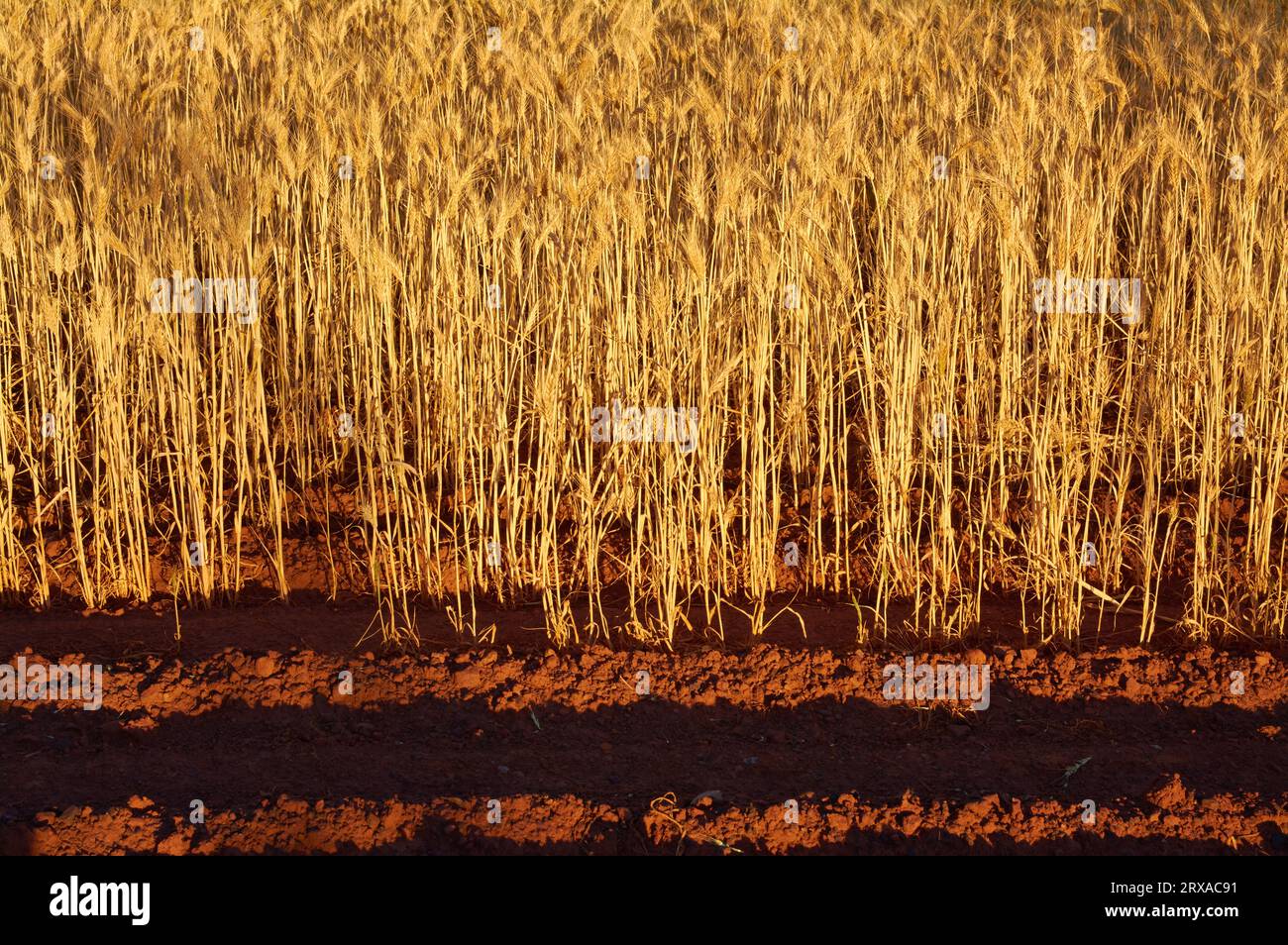 A wheat crop ready for harvest in late afternoon light in Wongan Hills ...
