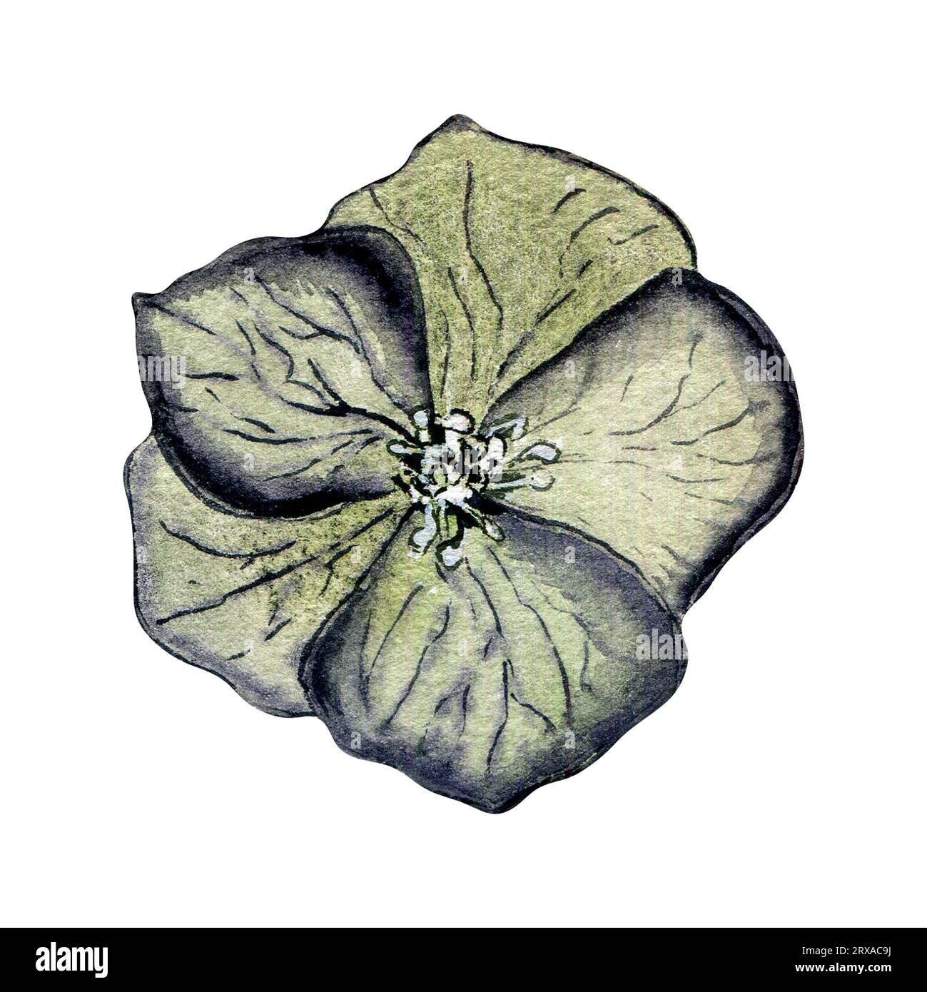 Watercolor dark grey hellebore flower isolated on white background ...