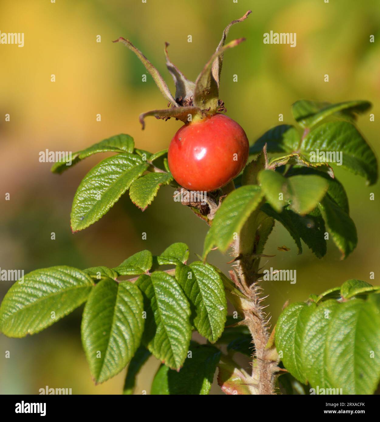 Rosehip berries large red rose hi-res stock photography and images - Alamy
