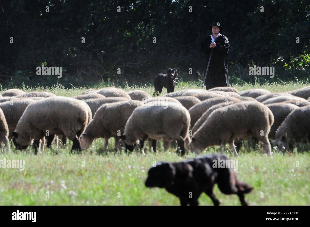 Brambach, Germany. 24th Sep, 2023. Shepherd Florian Hirsch from Bavaria leads a flock of sheep ...