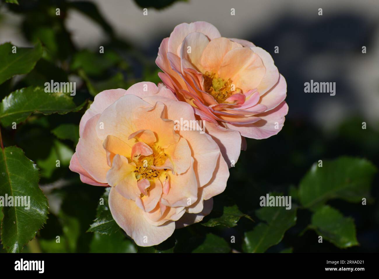 Beautiful large tea rose in garden Stock Photo - Alamy