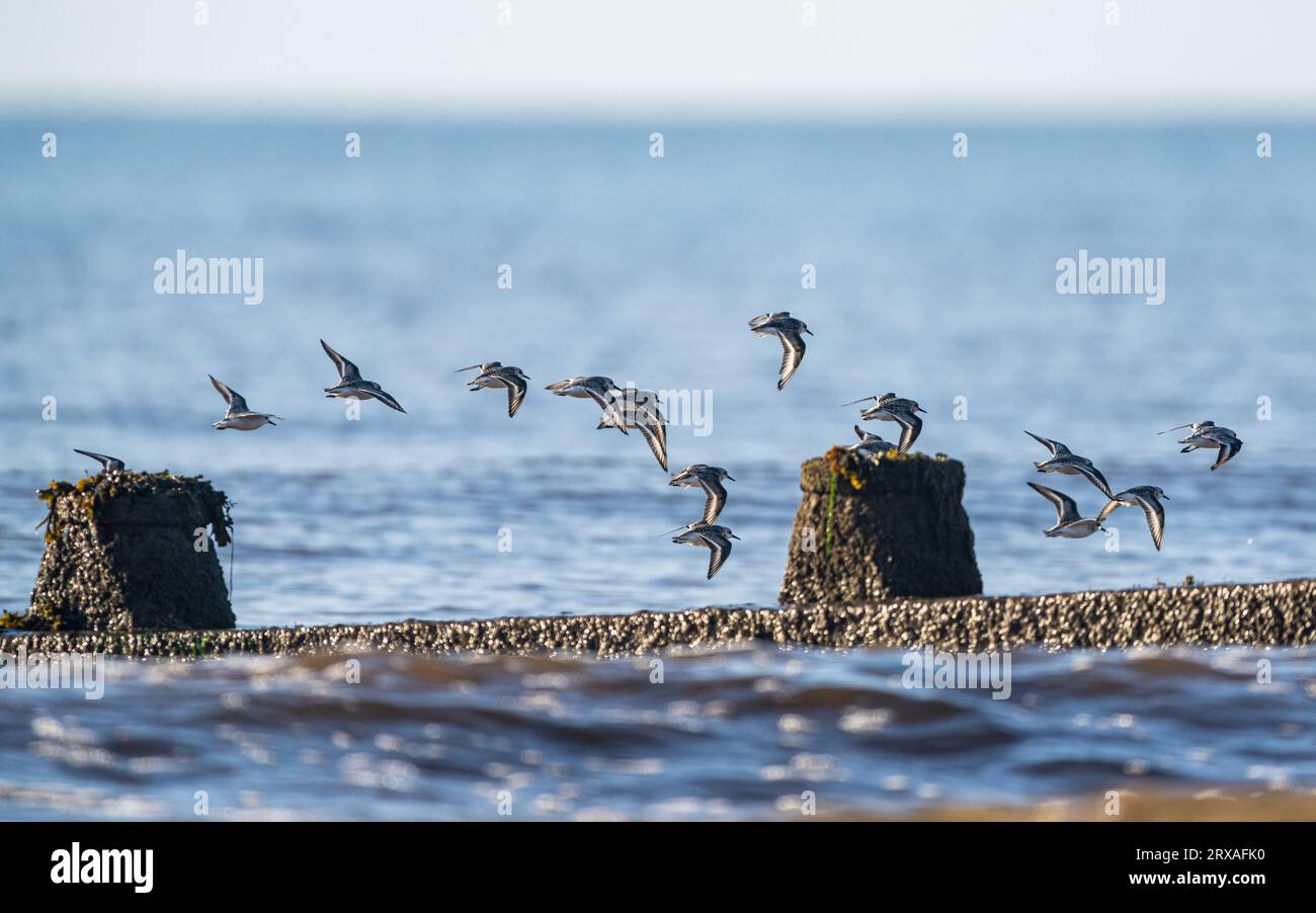 Sanderling, Calidris Alba, birds in flight over sea, Dawlish Warren ...