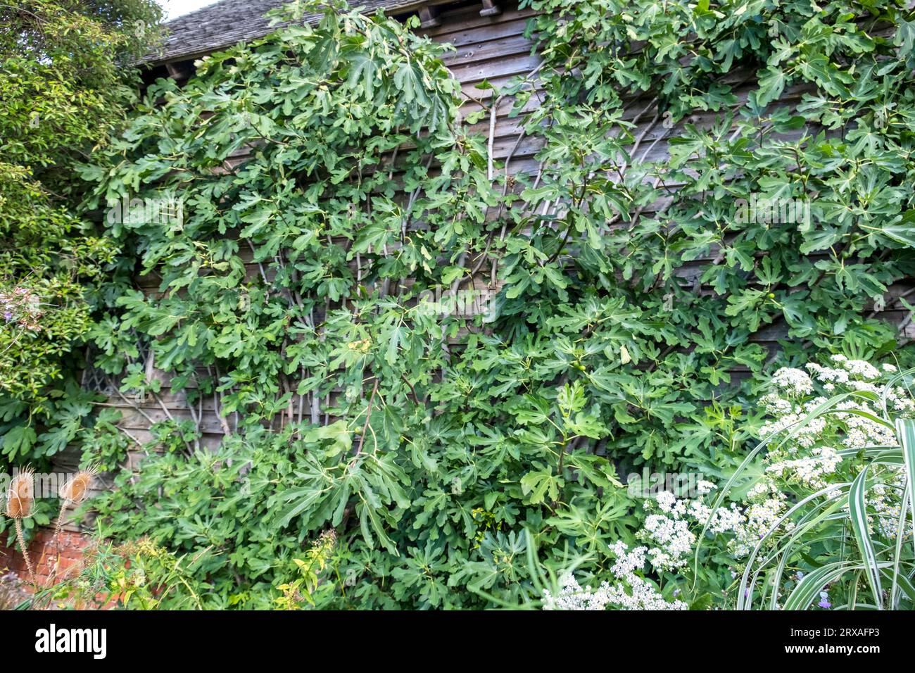 Brunswick fig tree hi-res stock photography and images - Alamy