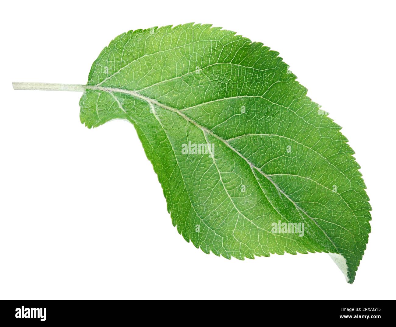 Green apple leaf isolated on white with clipping path Stock Photo - Alamy