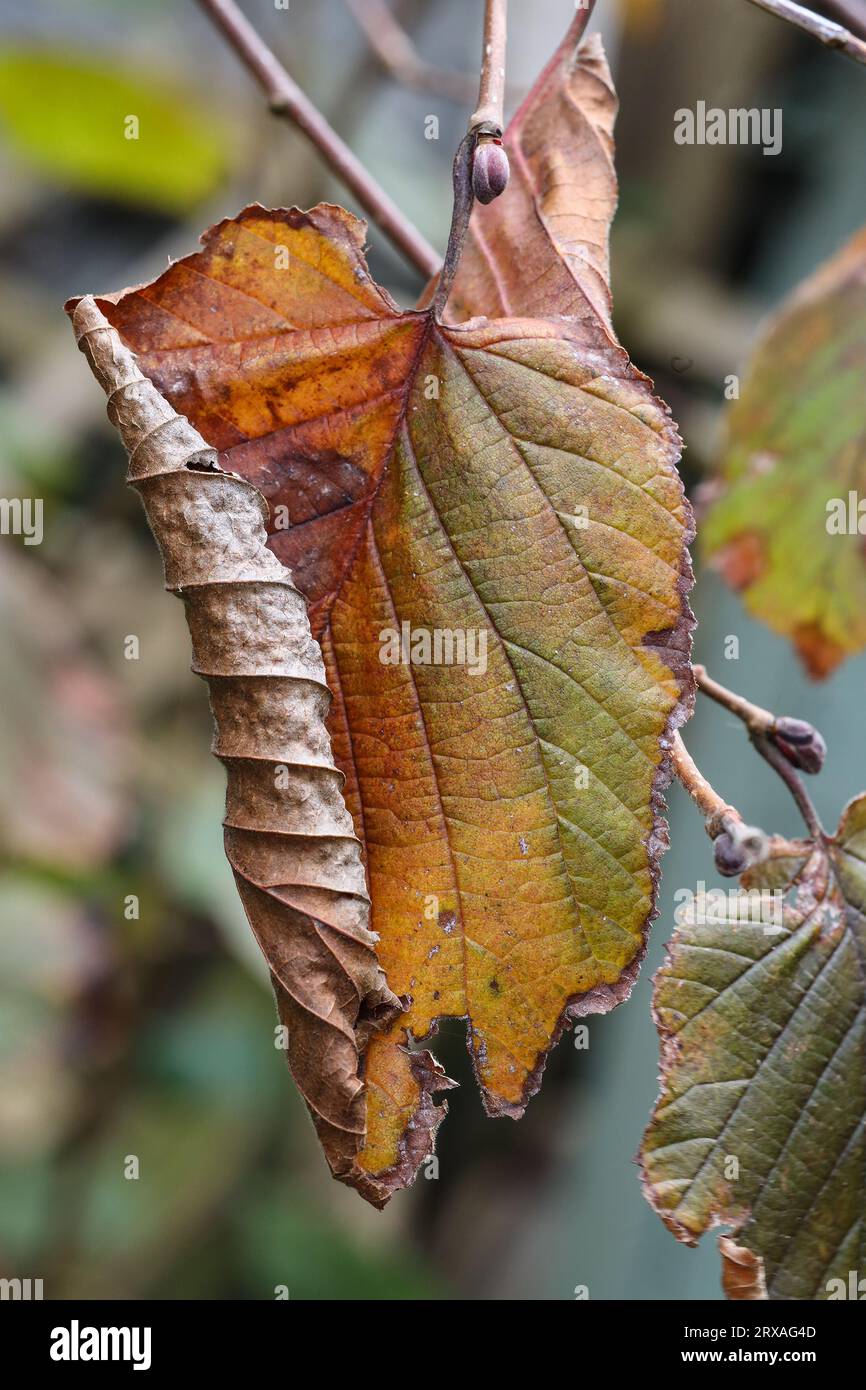 Beautiful rich orange and sage green leaves on a Purple Filbert Hazel ...