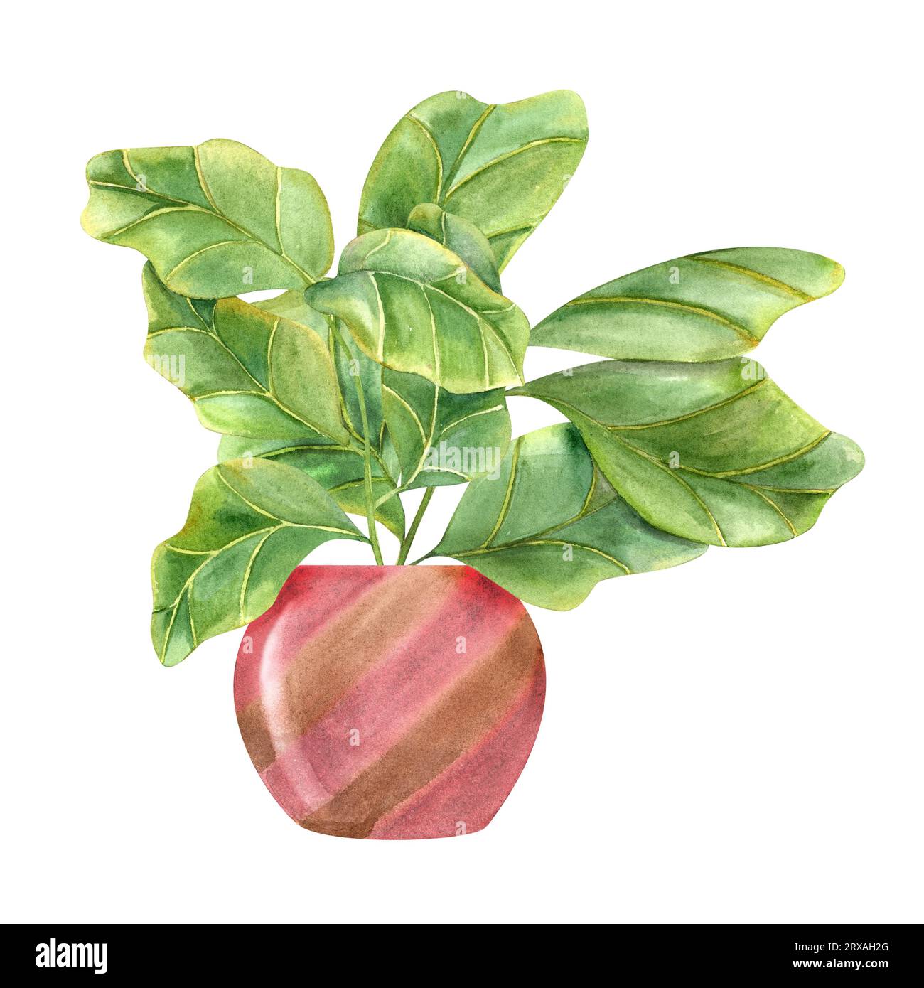 Ficus lyrate in colored ceramic pot. Stylish plant with huge green ...