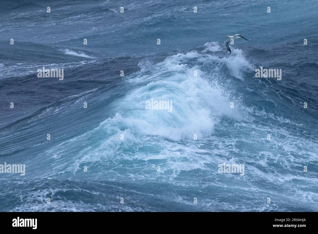 Gannets cornwall hi-res stock photography and images - Alamy