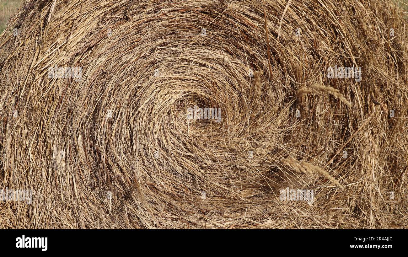 natural texture of twisted dry blades of grass and tops in a haystack ...
