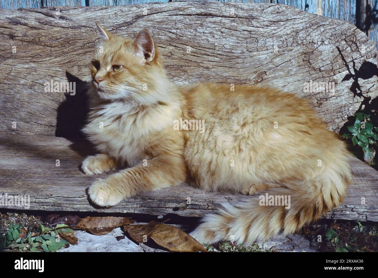 European domestic hi-res stock photography and images - Alamy