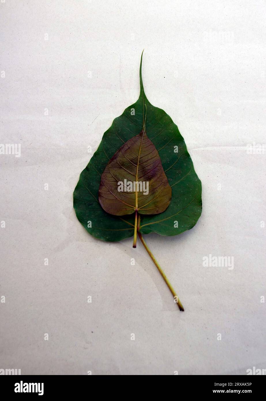 Sacred fig leaf (Ficus religiosa L. , Pipal Tree, Bohhi Tree, Bo Tree ...