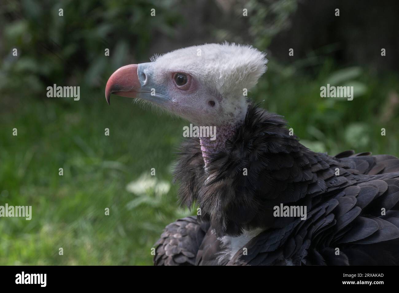 Woolly-headed Vulture (Trigonoceps occidentalis), captive, Germany ...