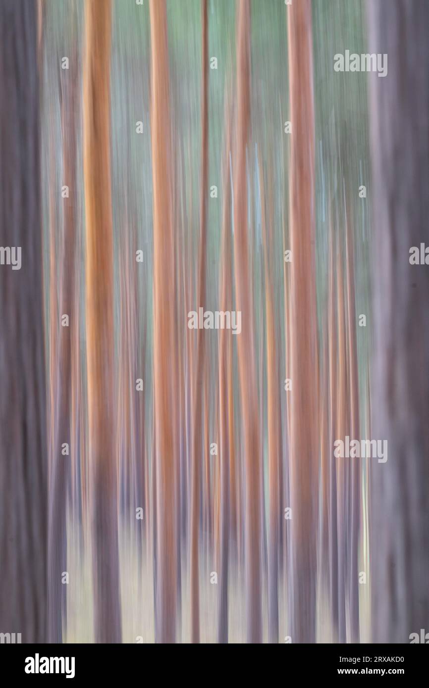 Pinus sylvestris brandenburg hi-res stock photography and images - Alamy