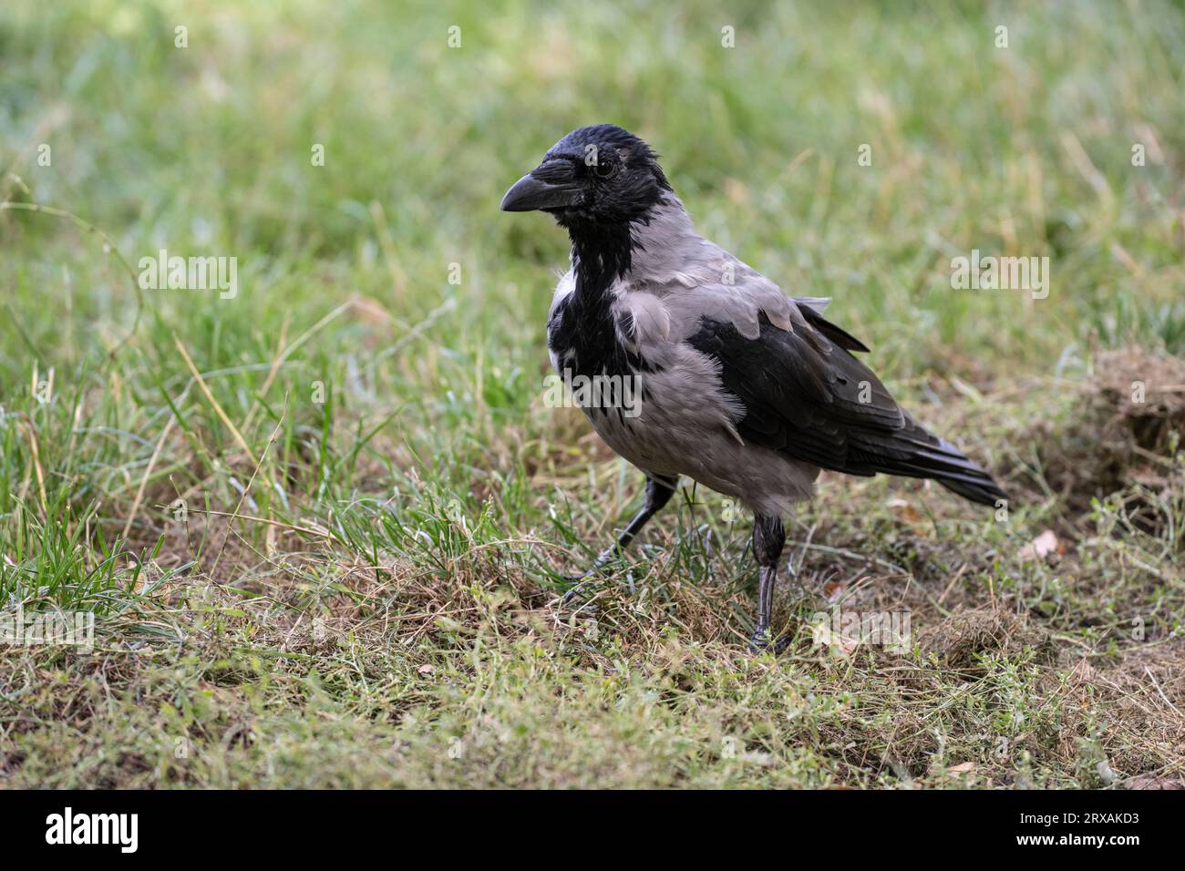 Hooded Crow (Corvus cornix), Berlin, Germany Stock Photo - Alamy