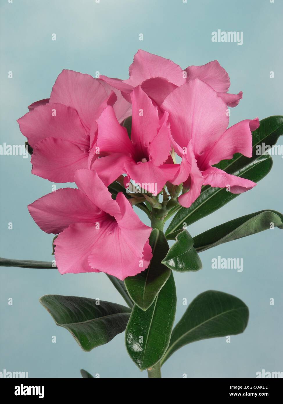 Adenium swazicum, succulent plant popular name: Desert rose, succulent ...