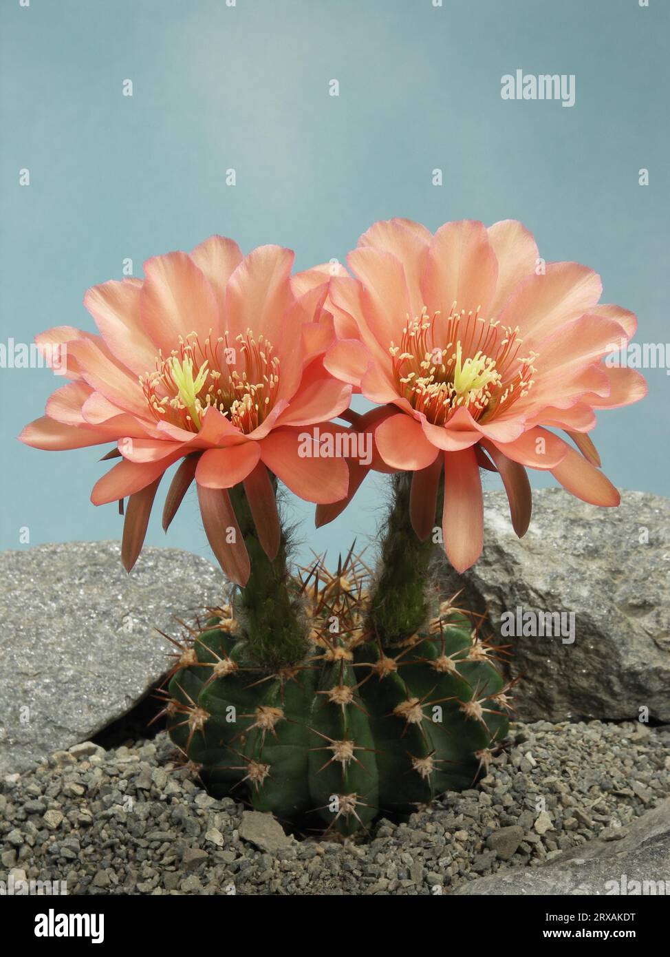 Echinopsis hybrid Othello, cactus, cactus plant with blossoms ...