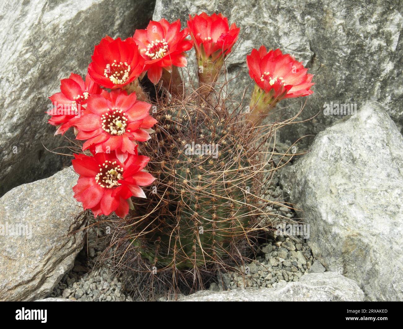 Lobivia saltensis, cactus, cactus plant with blossoms, new name ...