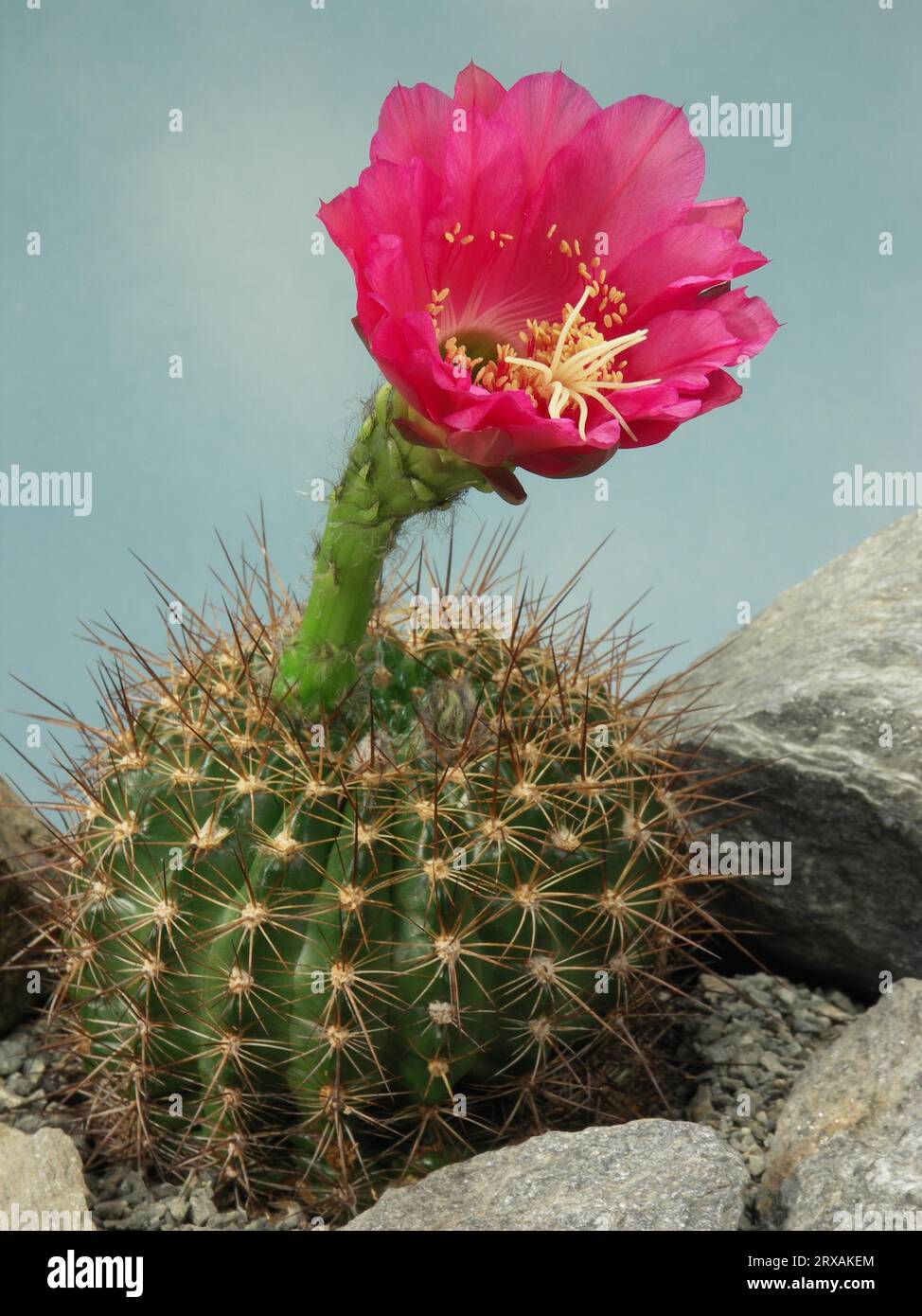 Lobivia saltensis, cactus, cactus plant with blossom, cactus, cactus ...