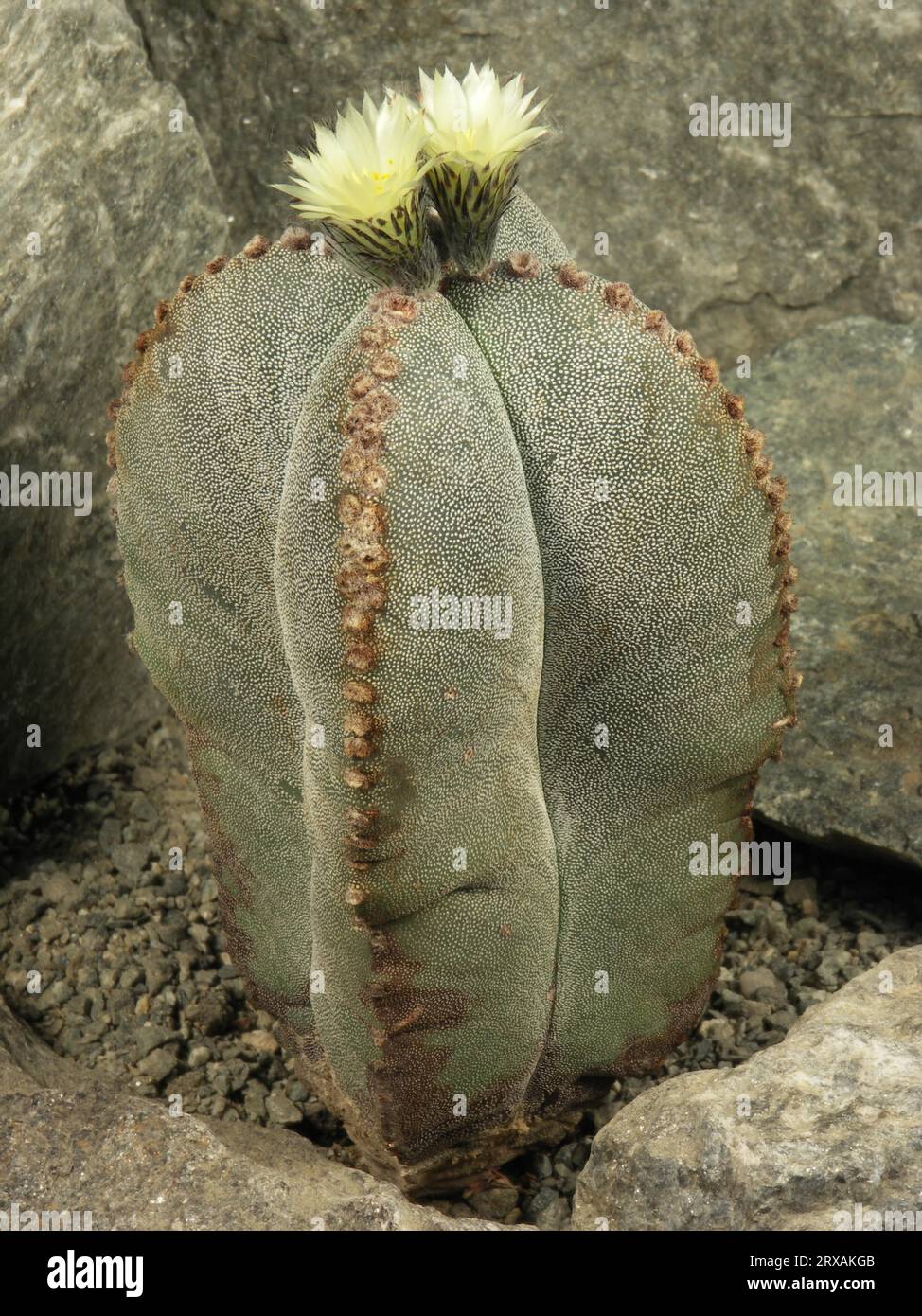 Bishop's cap cactus (Astrophytum myriostigma), San Antonio Bishop's Cap ...