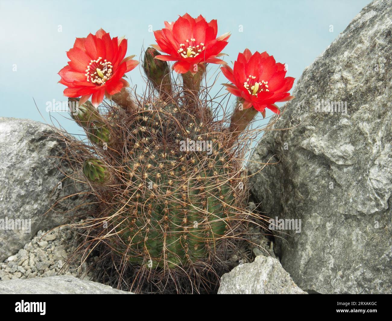 Lobivia saltensis, cactus, cactus plant with blossoms, cactus, cactus ...