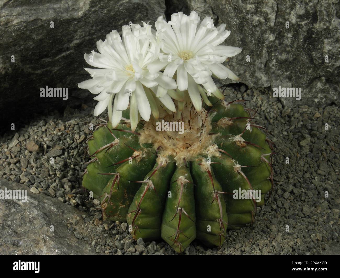 Discocactus hi-res stock photography and images - Alamy
