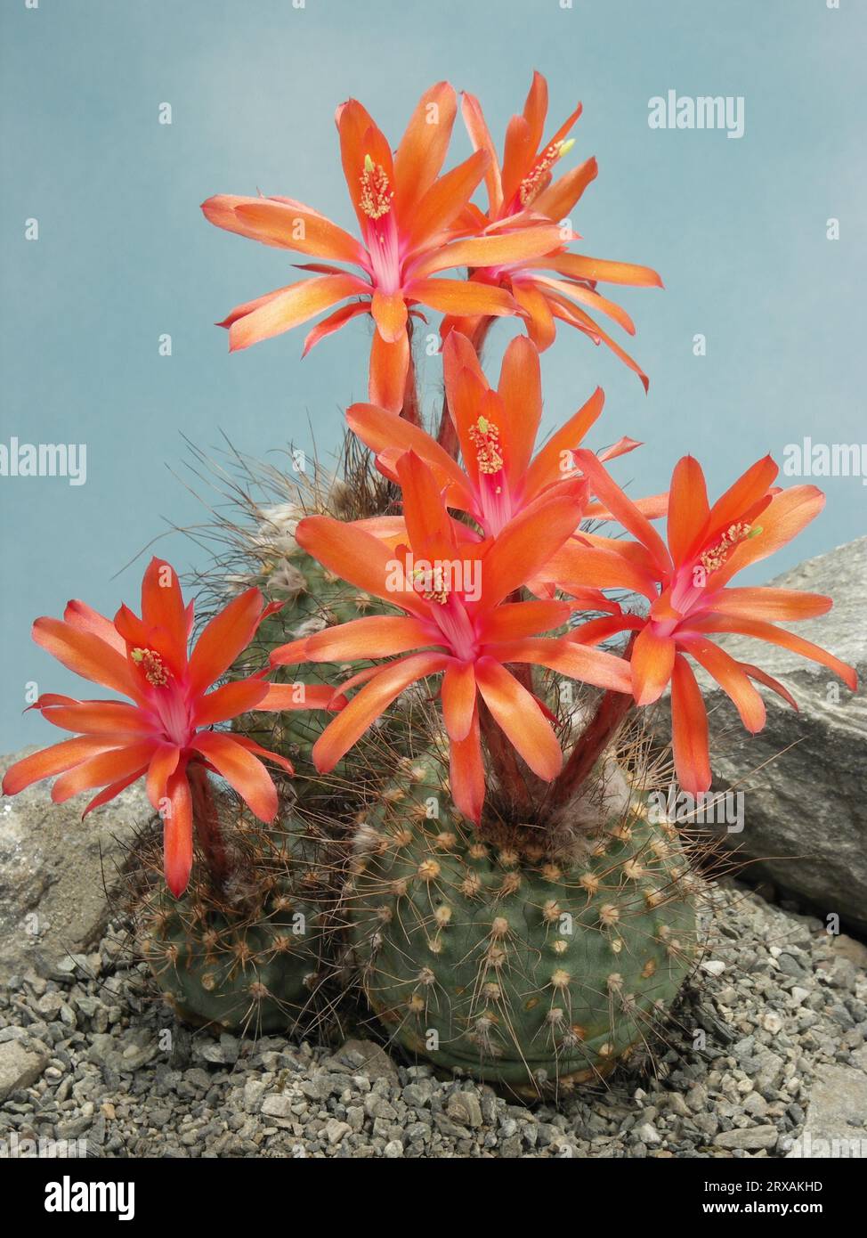 Matucana krahnii hi-res stock photography and images - Alamy