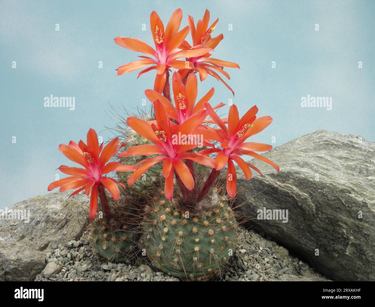 Matucana krahnii hi-res stock photography and images - Alamy