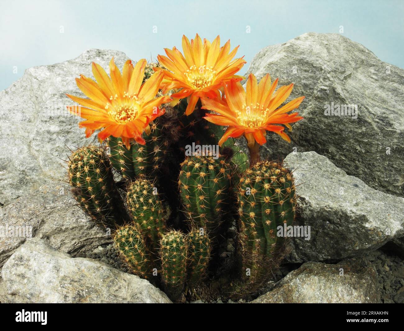 Lobivia flower hi-res stock photography and images - Alamy