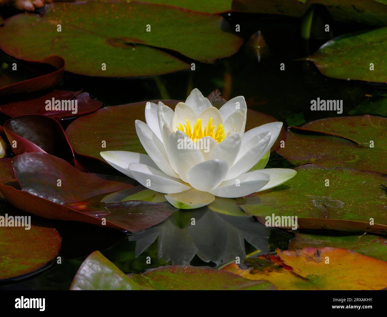 Nymphaea hybrid Gladstoniana Water lilies, european white water lily ...