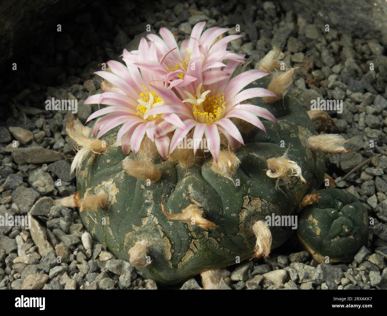 Lophophora jordaniana Folk names: Peyotl, narcotic cactus, liquor head ...