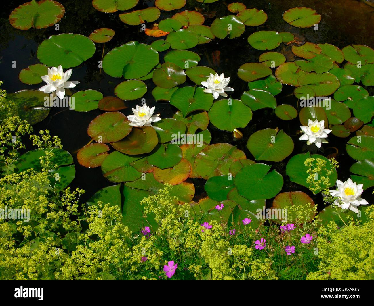 Nymphaea hybrid Gladstoniana Water lilies, european white water lily ...