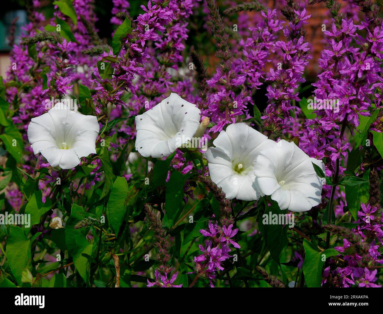 Larger bindweed (Calystegia sepium) (Syn .: Convolvulus sepium) with ...