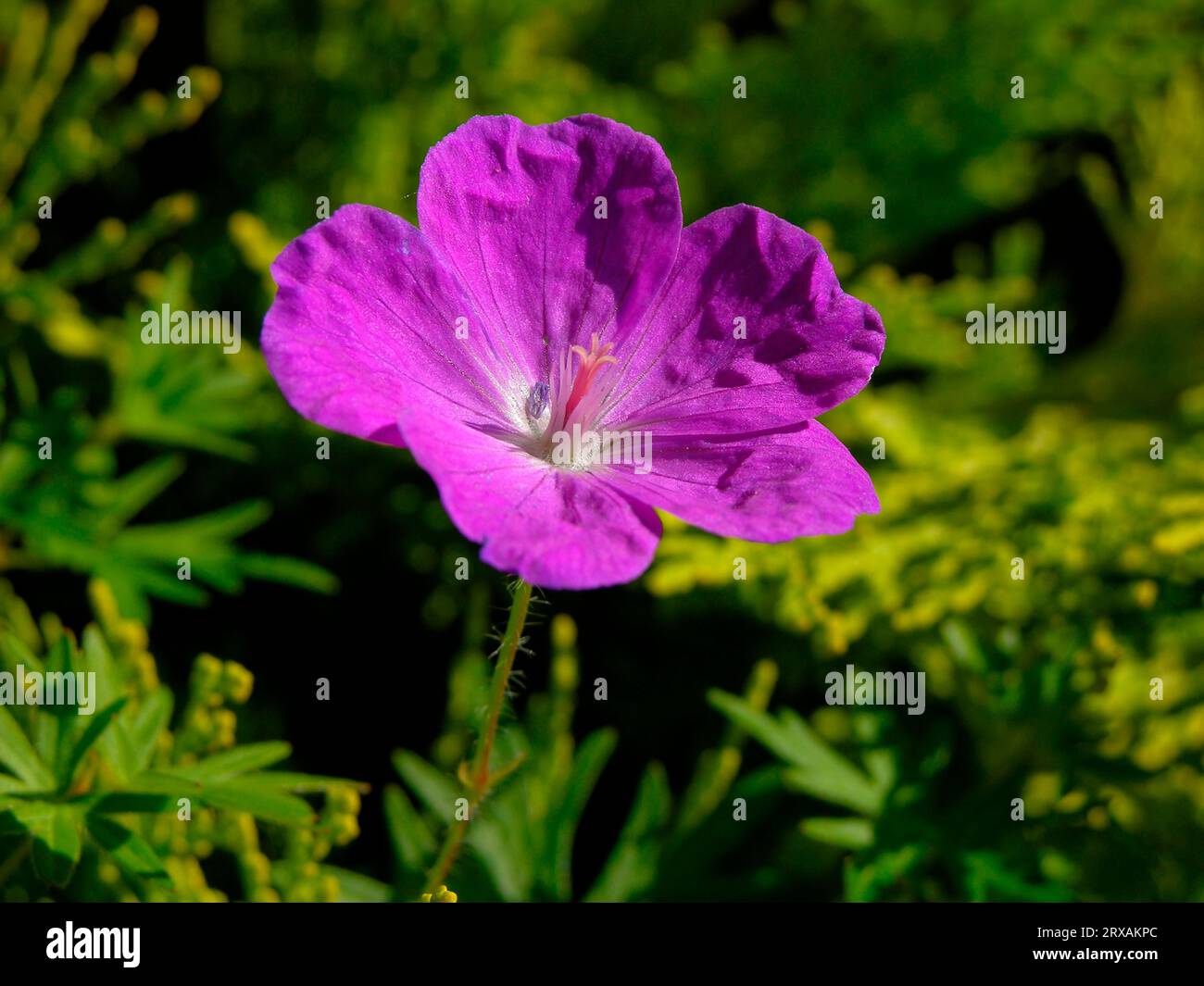 Bloody cranesbill (Geranium sanguineum), geraniums in the garden, Blood ...