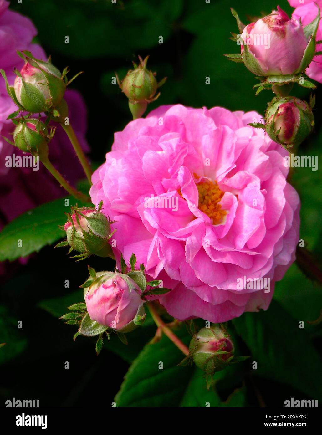 Pink climbing rose hi-res stock photography and images - Alamy