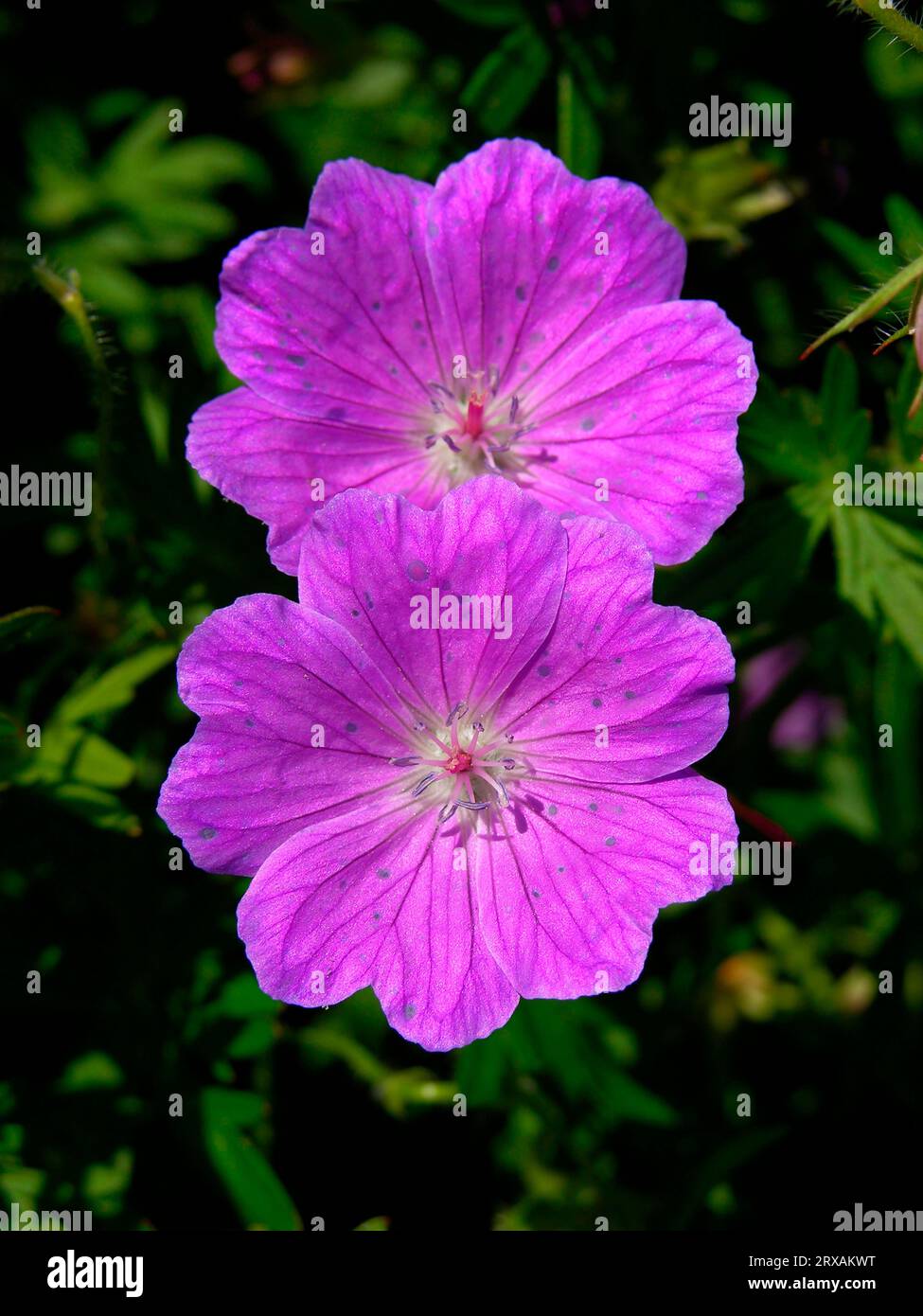 Bloody cranesbill (Geranium sanguineum), geraniums in the garden, Blood ...