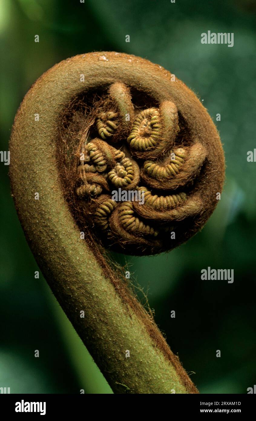 Boat fern hi-res stock photography and images - Alamy