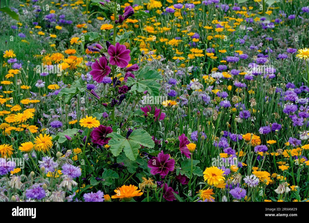 Malva im sommer hi-res stock photography and images - Alamy