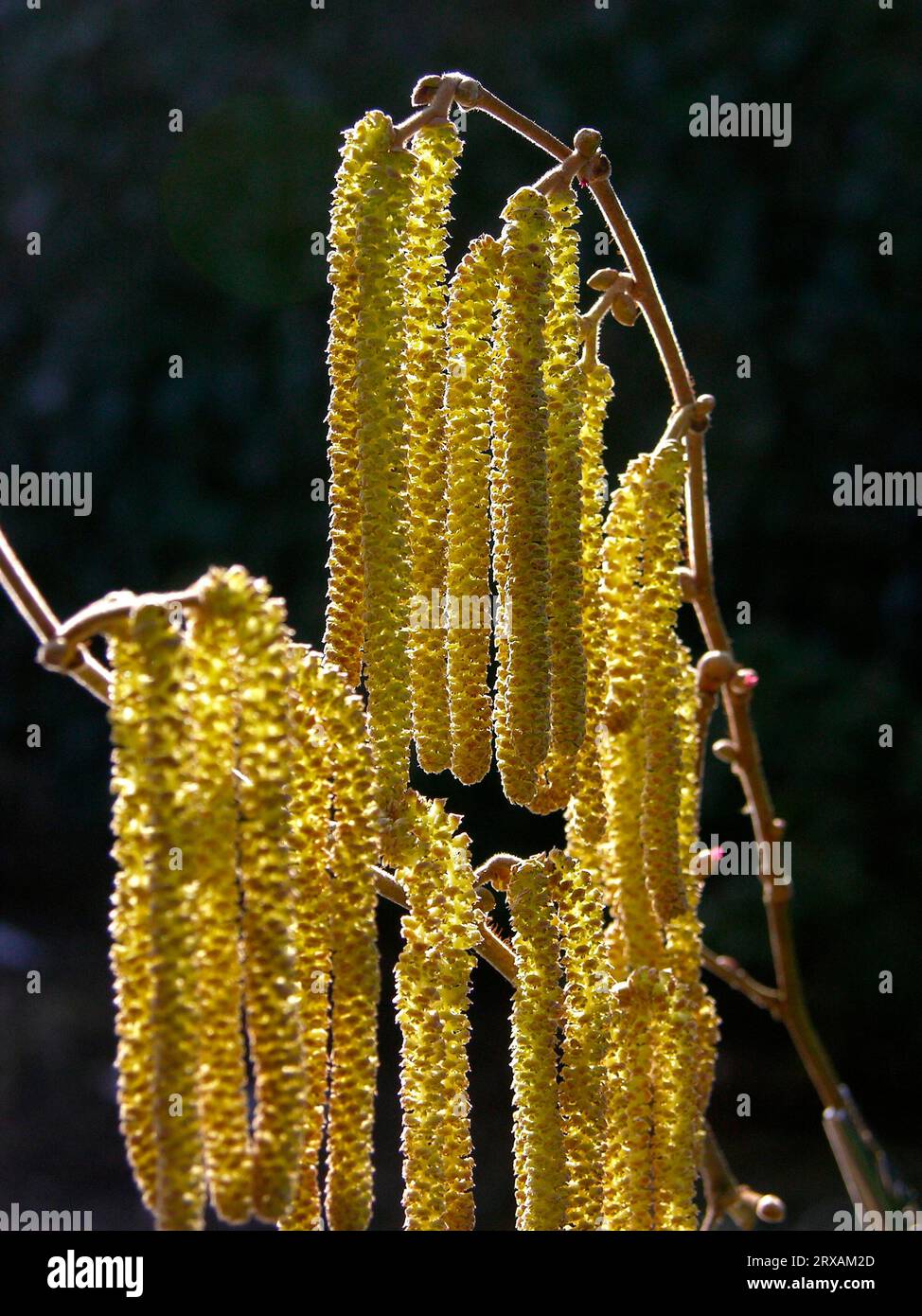 Common hazel (Corylus avellana Stock Photo - Alamy