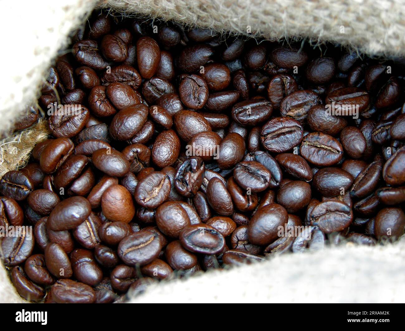 Coffea canephora tree hi-res stock photography and images - Alamy