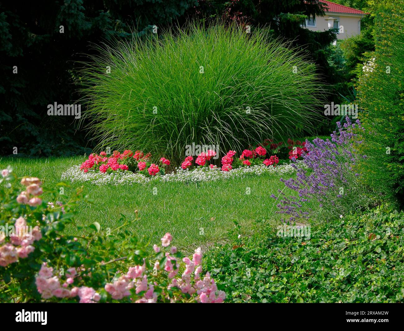 Grass with geraniums in the ornamental garden, front garden in the ...