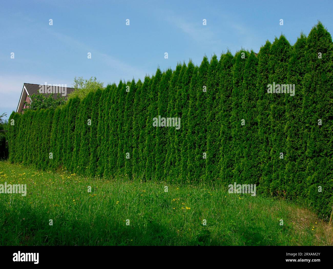 Hedge, Thuja occidentalis (Thuja occidentalis) Columna, arborvitae ...
