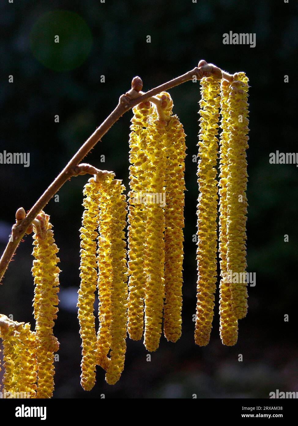 Hazel blossom, common hazel (Corylus avellana) also hazel bush or hazel ...