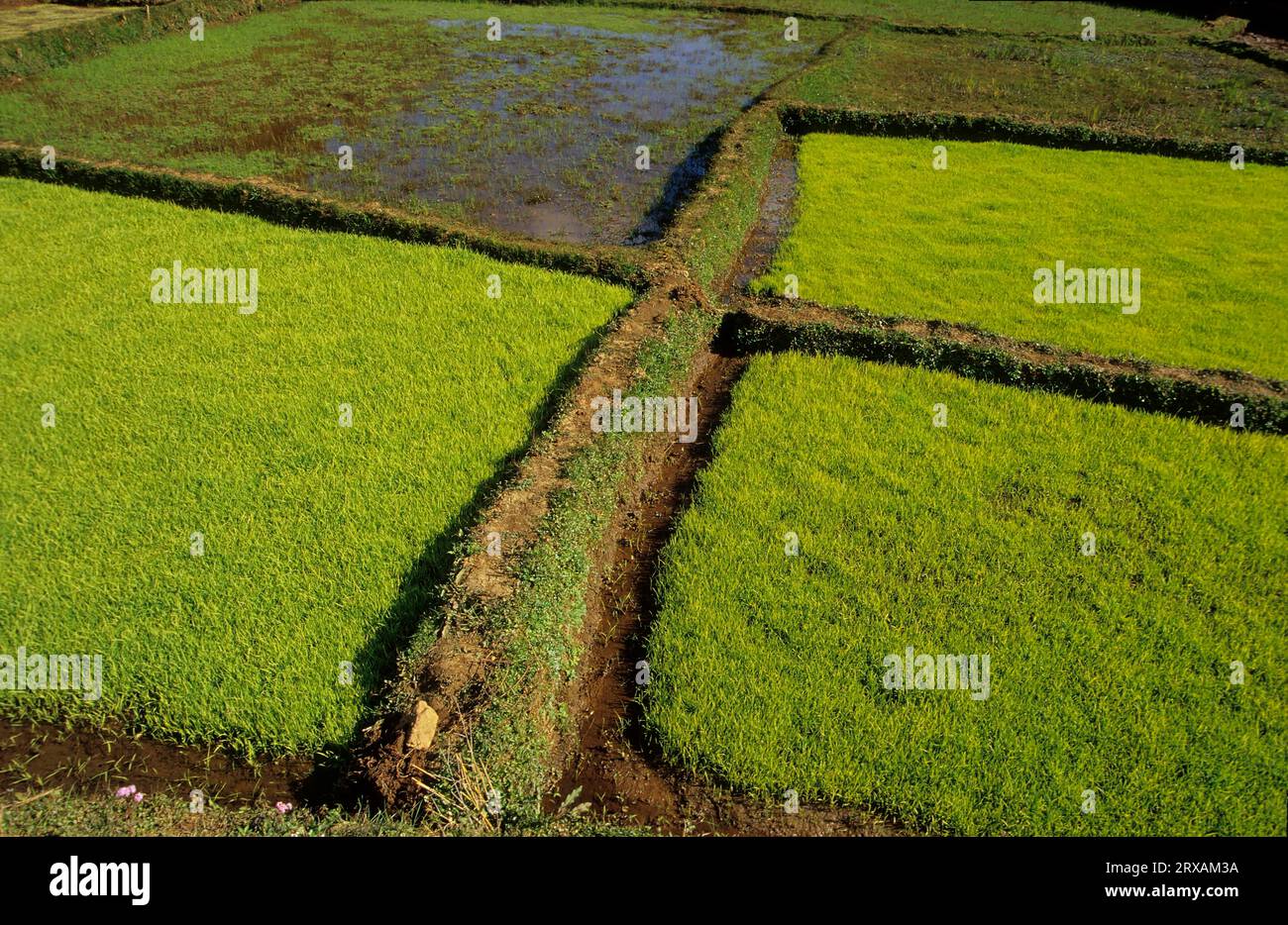 Rice fields in Madagascar Agriculture in Africa Stock Photo - Alamy