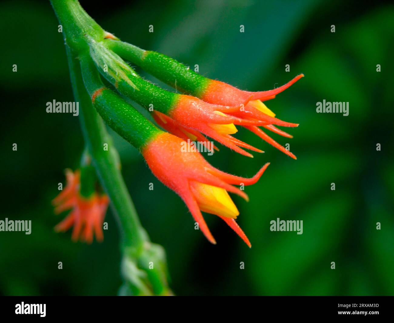 Malacophylla hi-res stock photography and images - Alamy