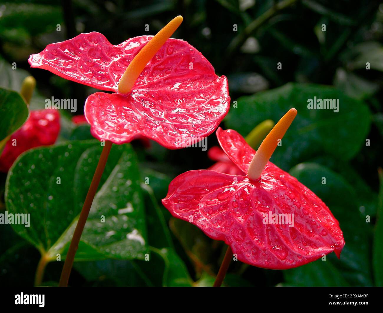 Ornamental flamingo hi-res stock photography and images - Alamy