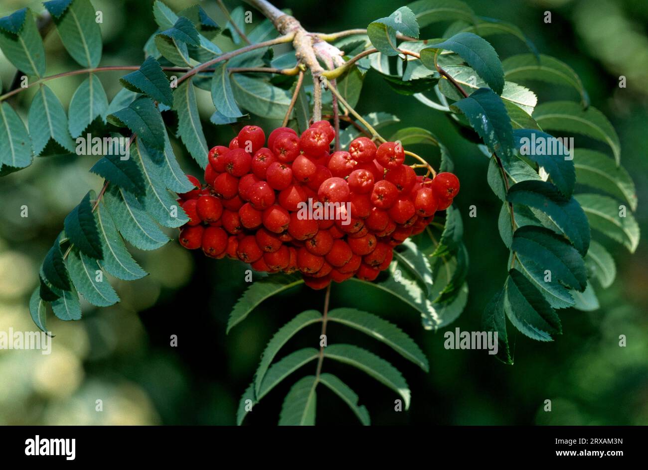Mountain ash, european rowan (Sorbus aucuparia), fruit, Mountain ash ...