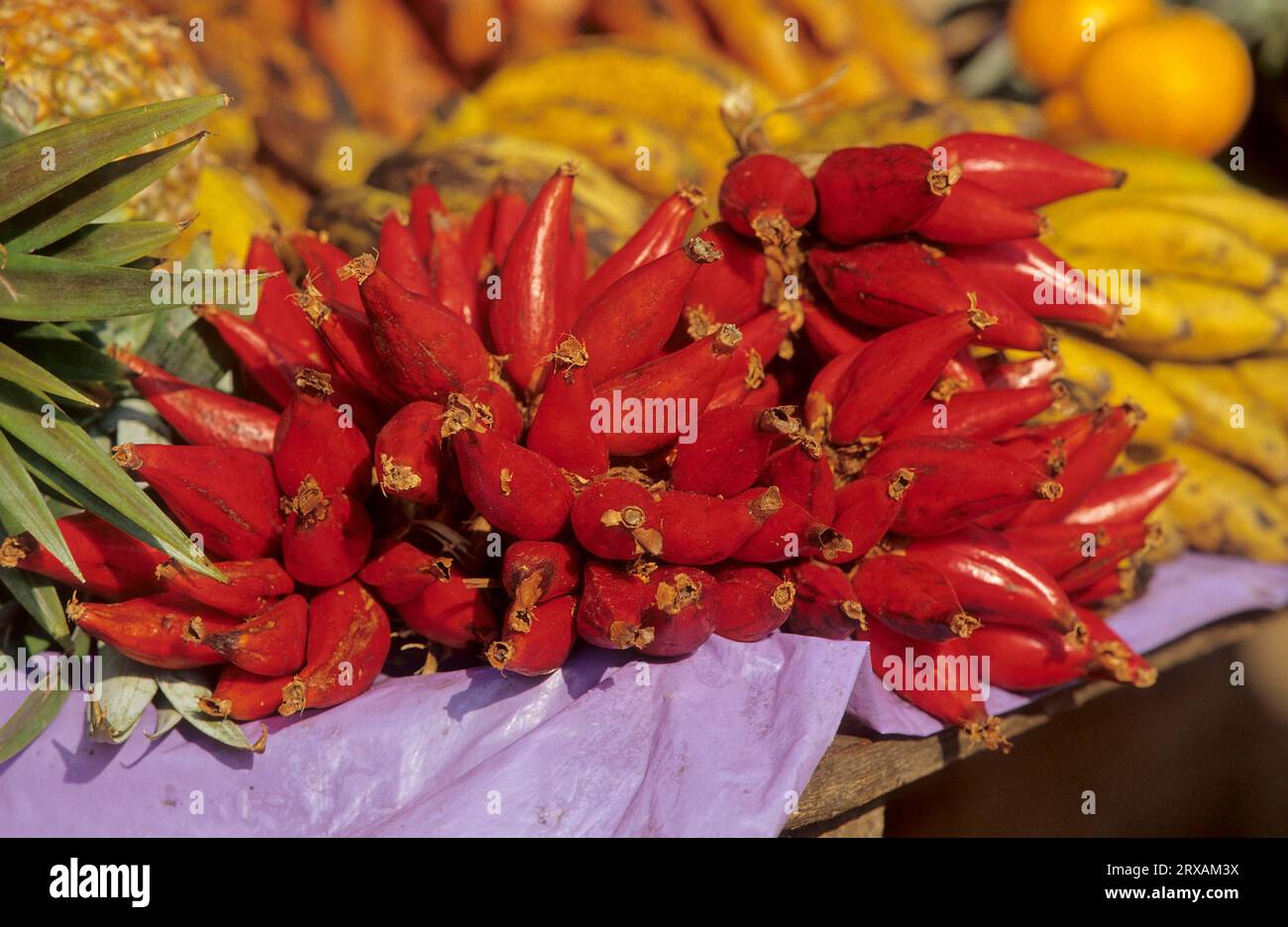Ginger (Zingiber officinale) fruits, ginger, imber, periwinkle, ginger ...