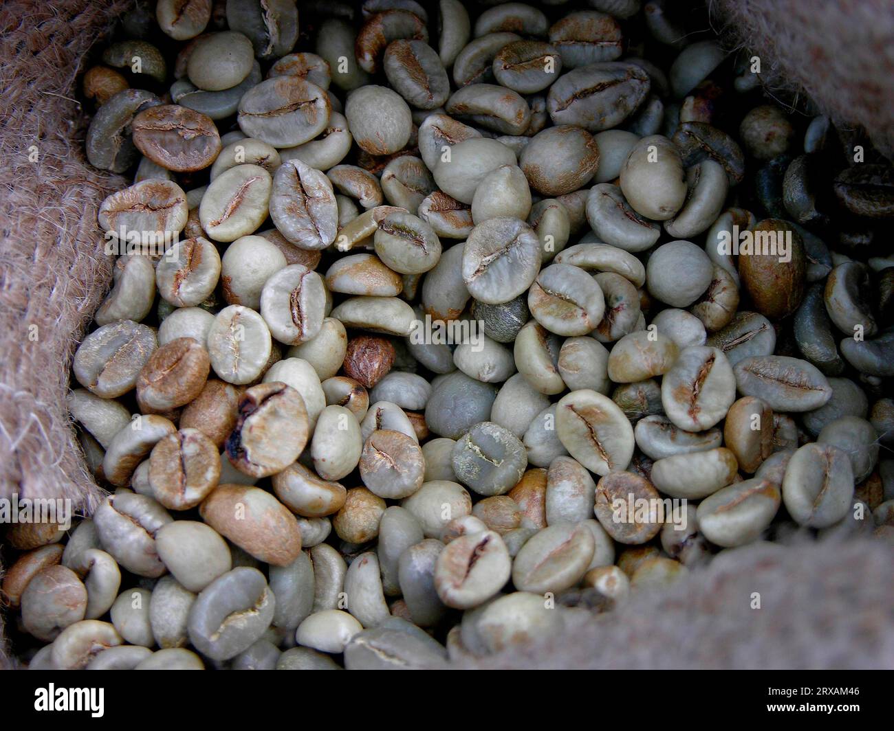 Coffee tree (Coffea) canephora green coffee beans Stock Photo - Alamy