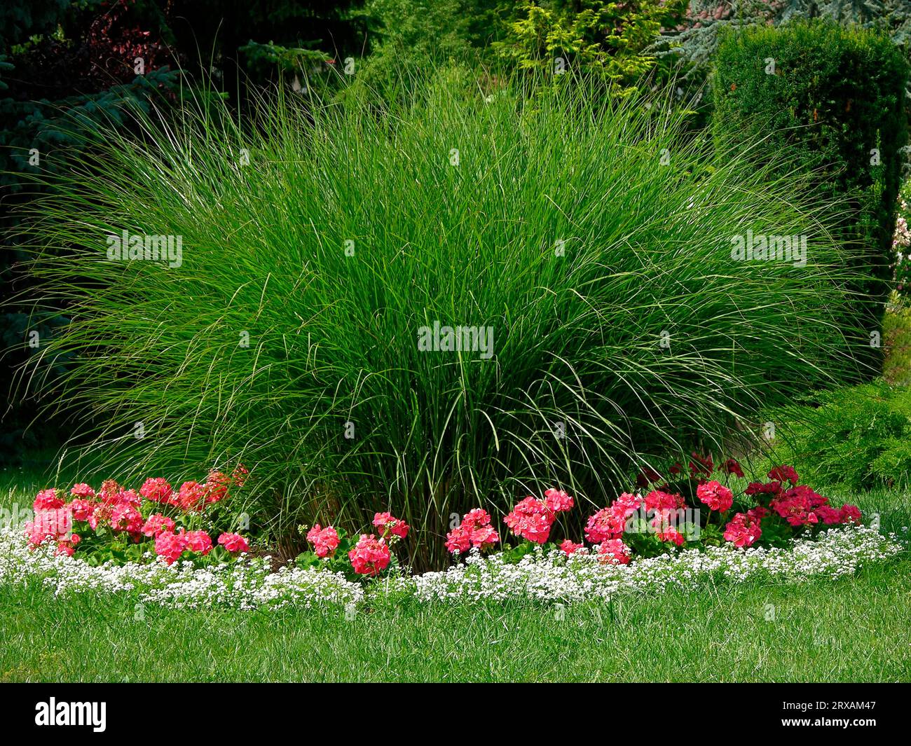 Grass with geraniums in the ornamental garden, front garden in the ...