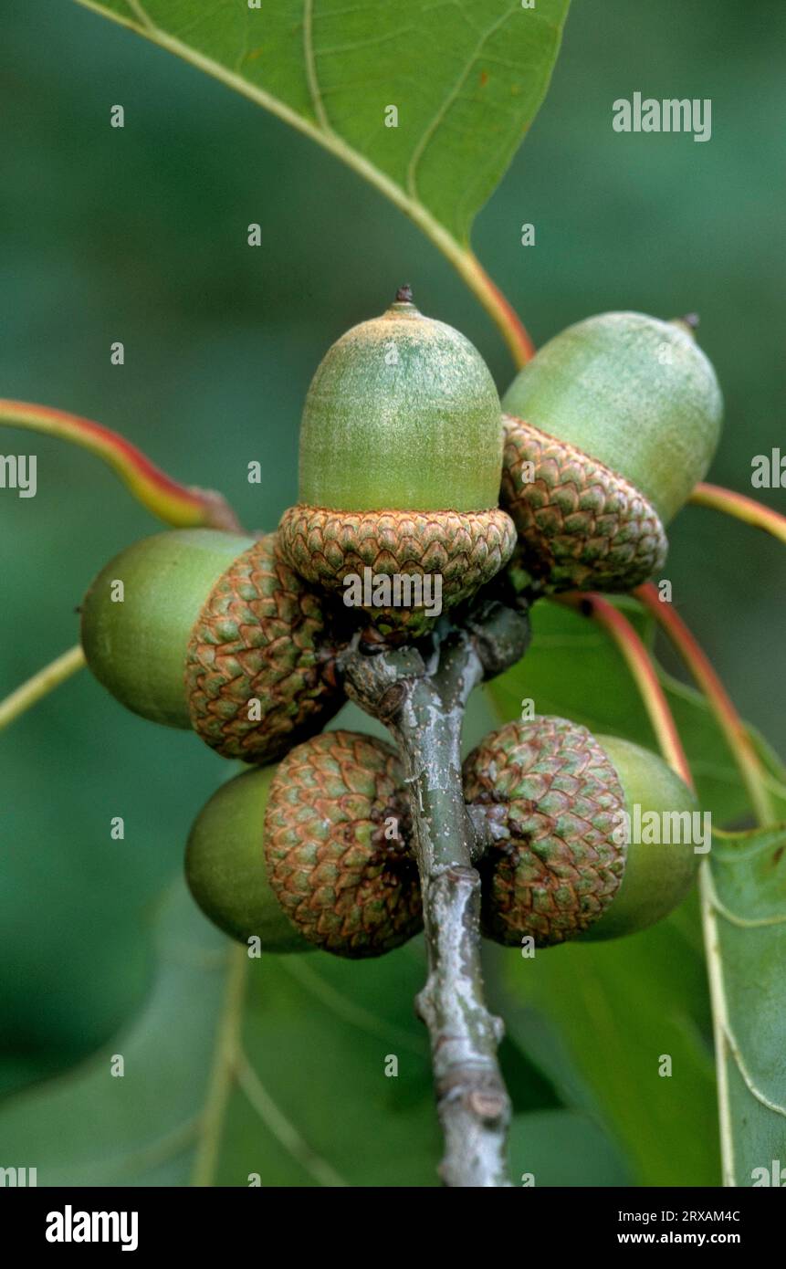 Handle oak, fruit, summer oak or english oak (Quercus robur) (Quercus ...