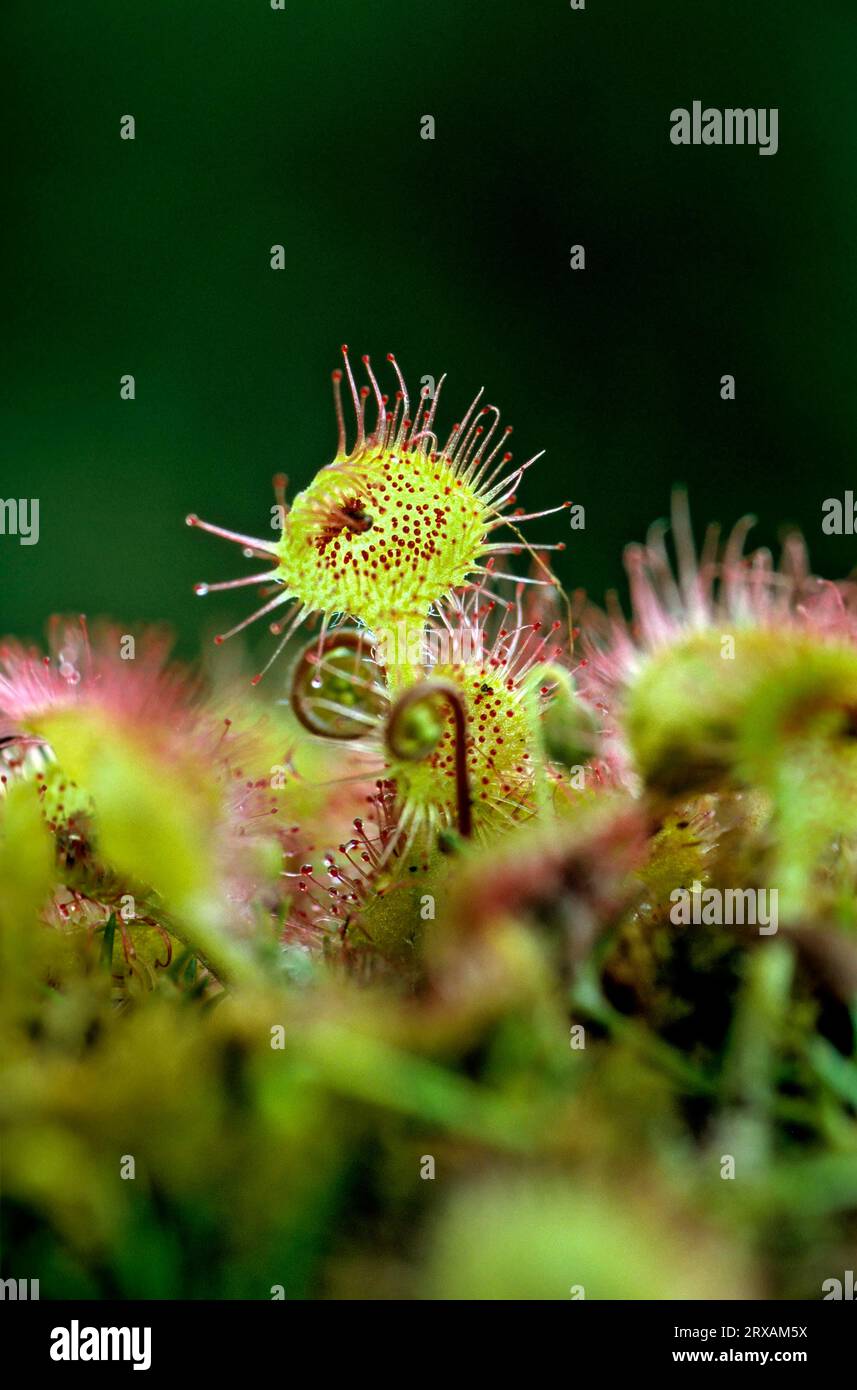 Common sundew (Drosera rotundifolia Stock Photo - Alamy